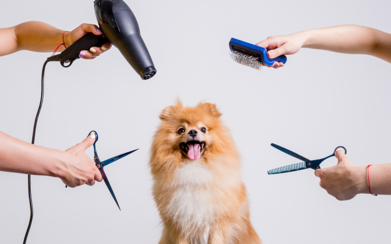 global-blog-grooming-40800_500fit.png