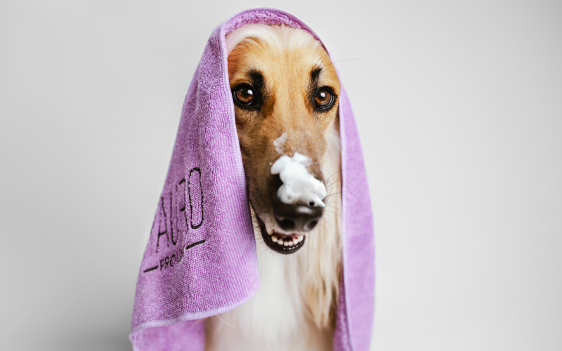 global-blog-grooming-groomer-4800_500fit.png